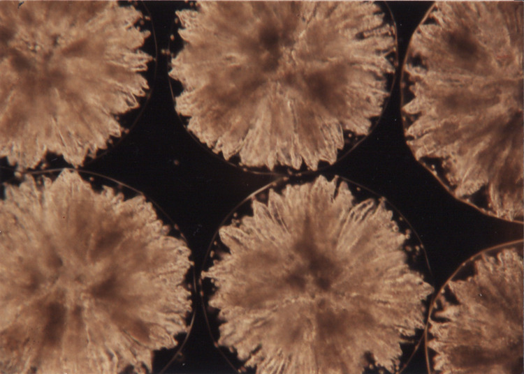 Image from microscope in Chemical Engineering brochure | Lehigh Preserve
