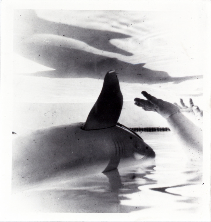Dophin Piece | Lehigh Preserve